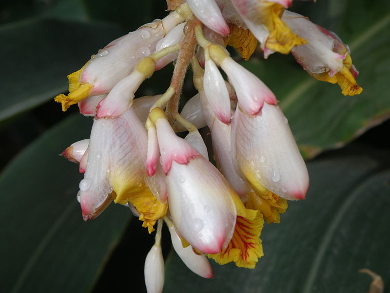 Docaitta Lifestyle: Ingredient of the day: Cardamom, and a Recipe!