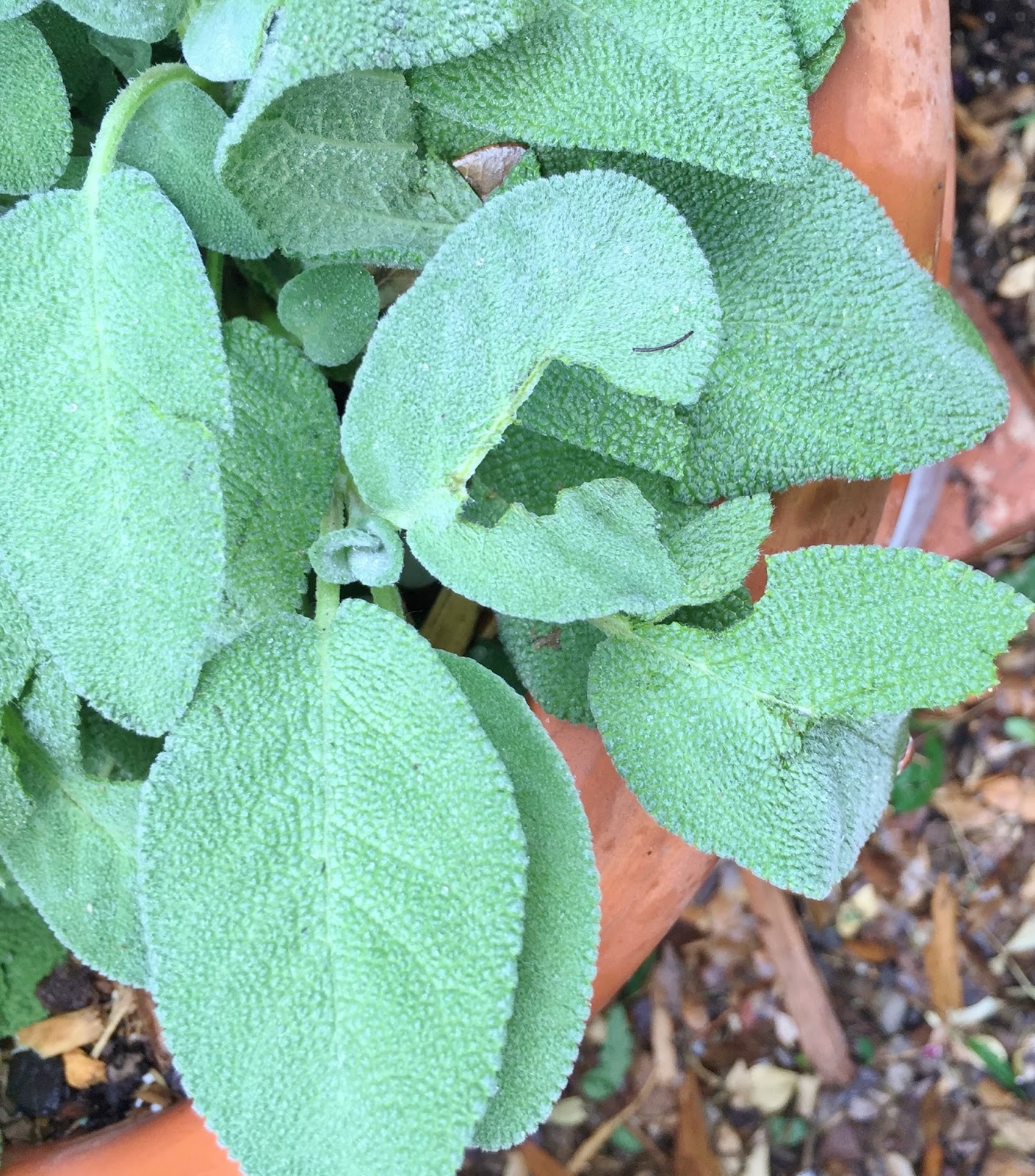 NMSU Plant Clinic: Hail pounds parts of Dona Ana County