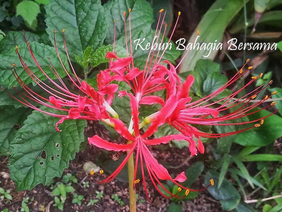 Kebun Bahagia Bersama: Hurricane Lily (Lycoris Radiata)