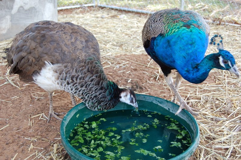Fluffy Feather Farm: Keeping Your Feathered Friends Cool