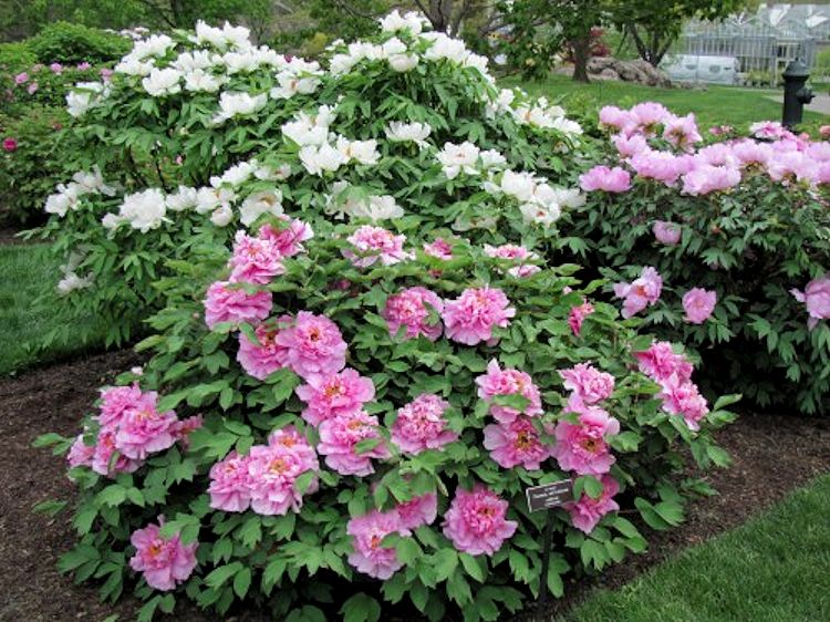 My Virtual Garden: Peonies