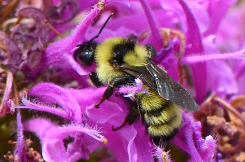 Urban Wildlife Guide: Remembering Summer Bees