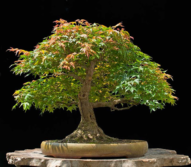 Walter Pall Bonsai Adventures: second flush of foliage on maples