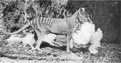 THE TASMANIAN TIGER - Thylacine |The Garden of Eaden
