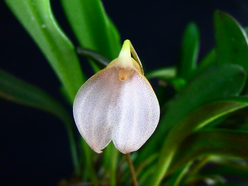 Masdevallia floribunda care and culture | Travaldo's blog