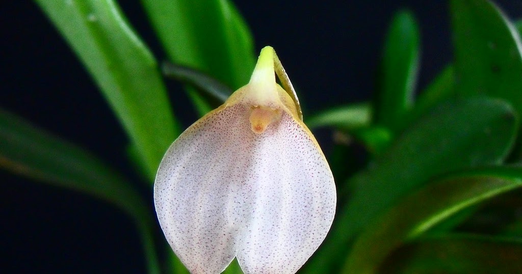 Masdevallia floribunda care and culture | Travaldo's blog