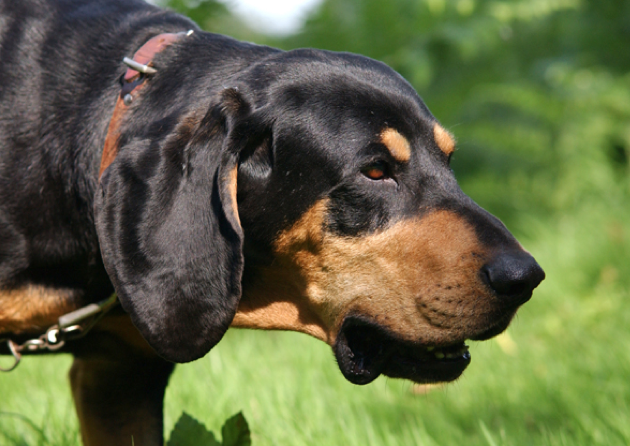 Mantrailing: Segugio del Giura