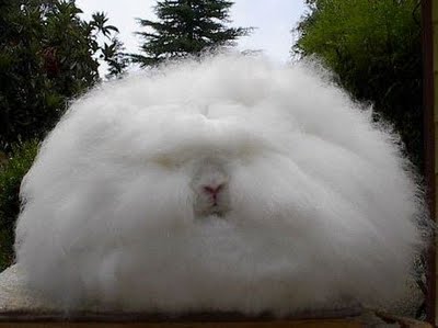 funny pictures of animals: Funny rabbit pics