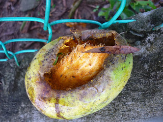Disini dalam lingkaran ini: Buah mangga masak ranum, bukan milik ku.