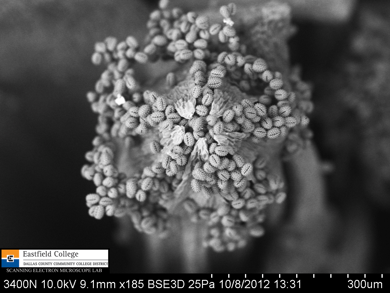Scanning Electron Microscope Blog: October 2012