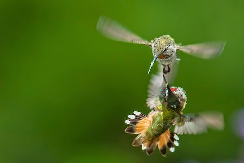 Sierra Sentinel News- Serving The Sierra Nevada Communities: Playful ...