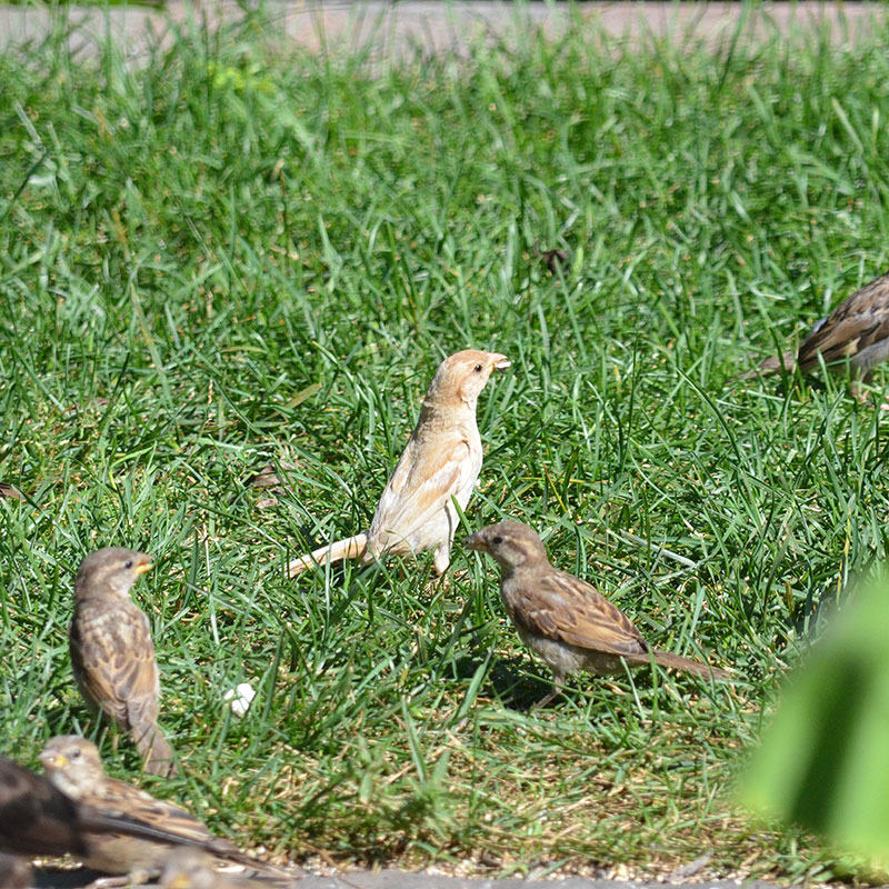 The Queen of Seaford: That's a Horse, I Mean Bird, Of a Different Color