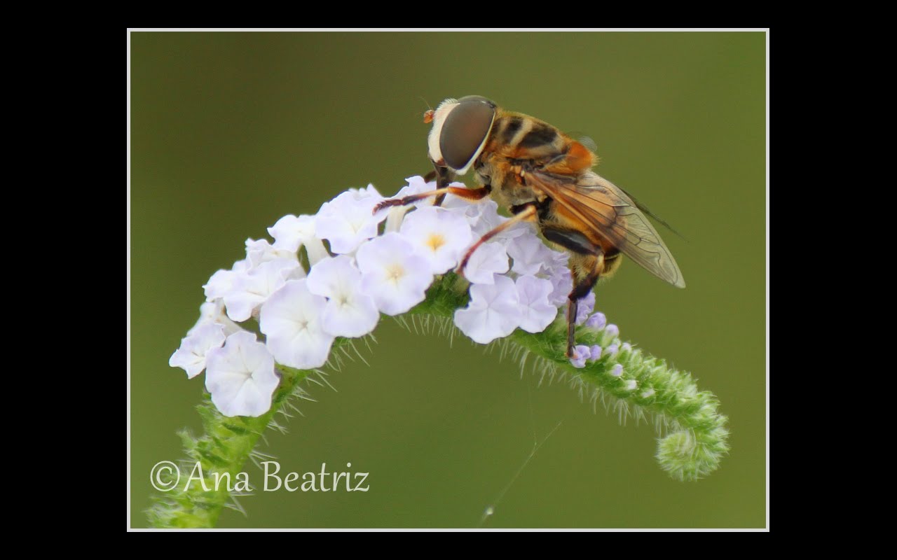 Aventura fotográfica: Abeja de flor en flor