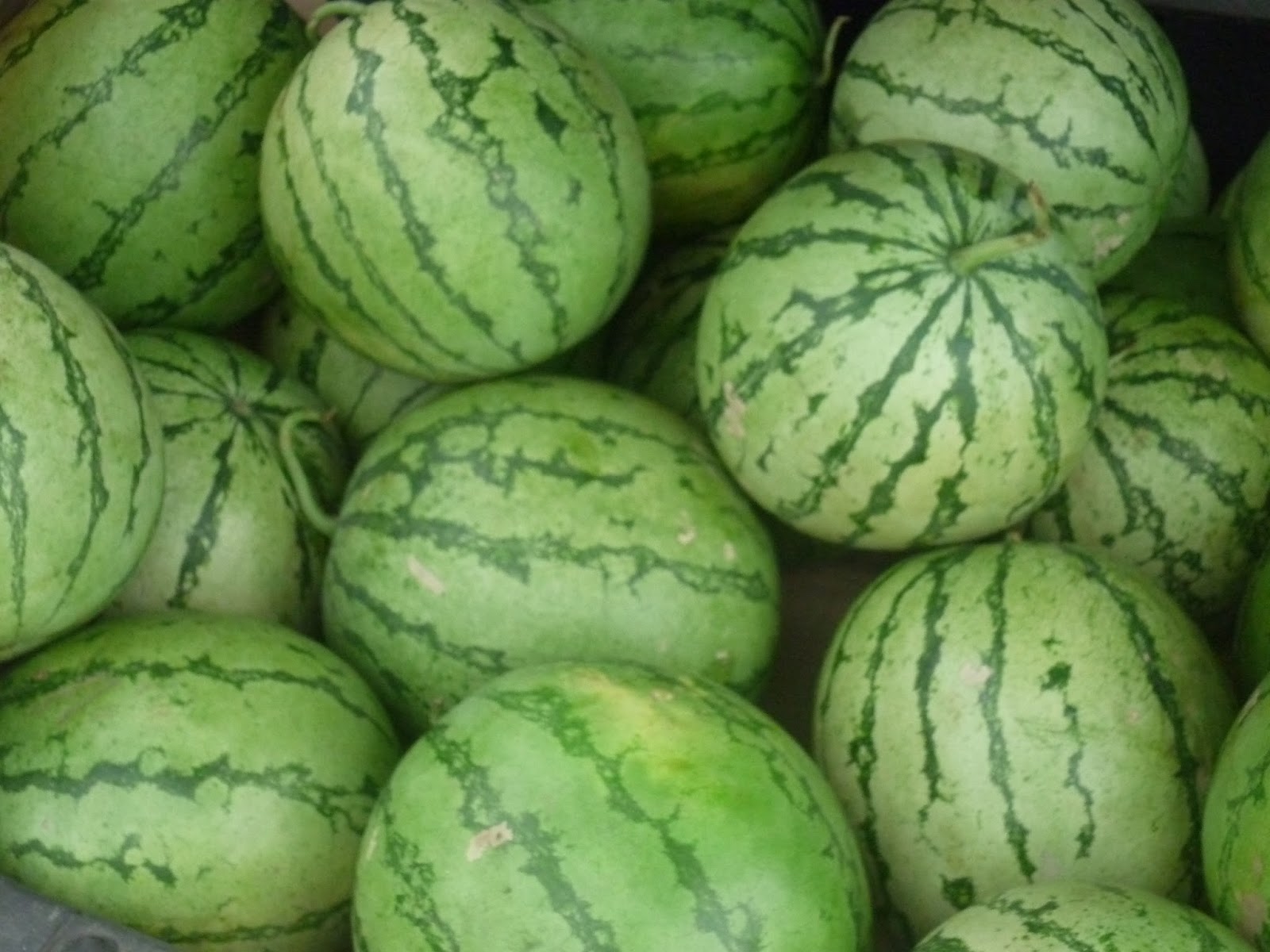 Disini dalam lingkaran ini: Tembikai isi merah, hemm manis.