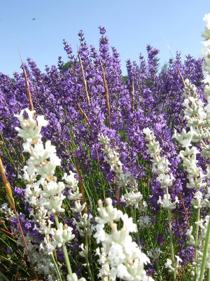 Claudiaroma: Aromas da Provence - lavanda branca