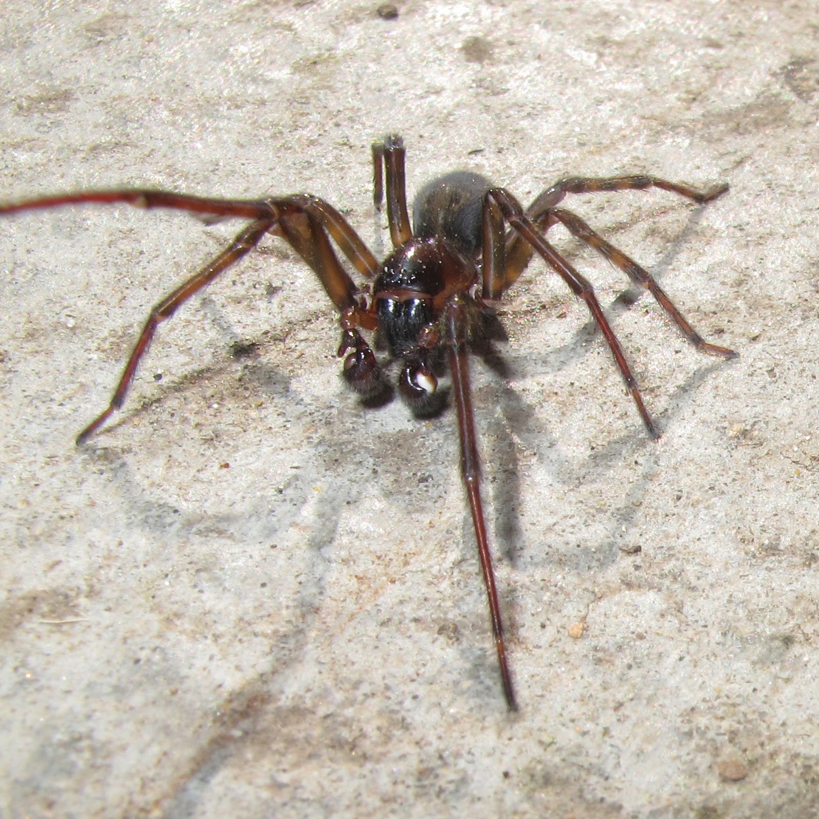 BugBlog: Black Lace Weaver