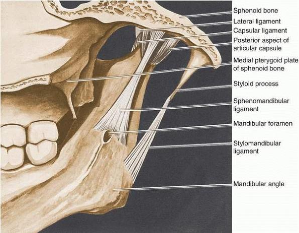Dentistry lectures for MFDS/MJDF/NBDE/ORE: Anatomy of Temporomandibular ...