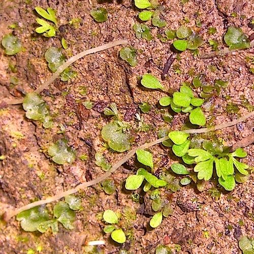 Theobrominated: Gametophytes