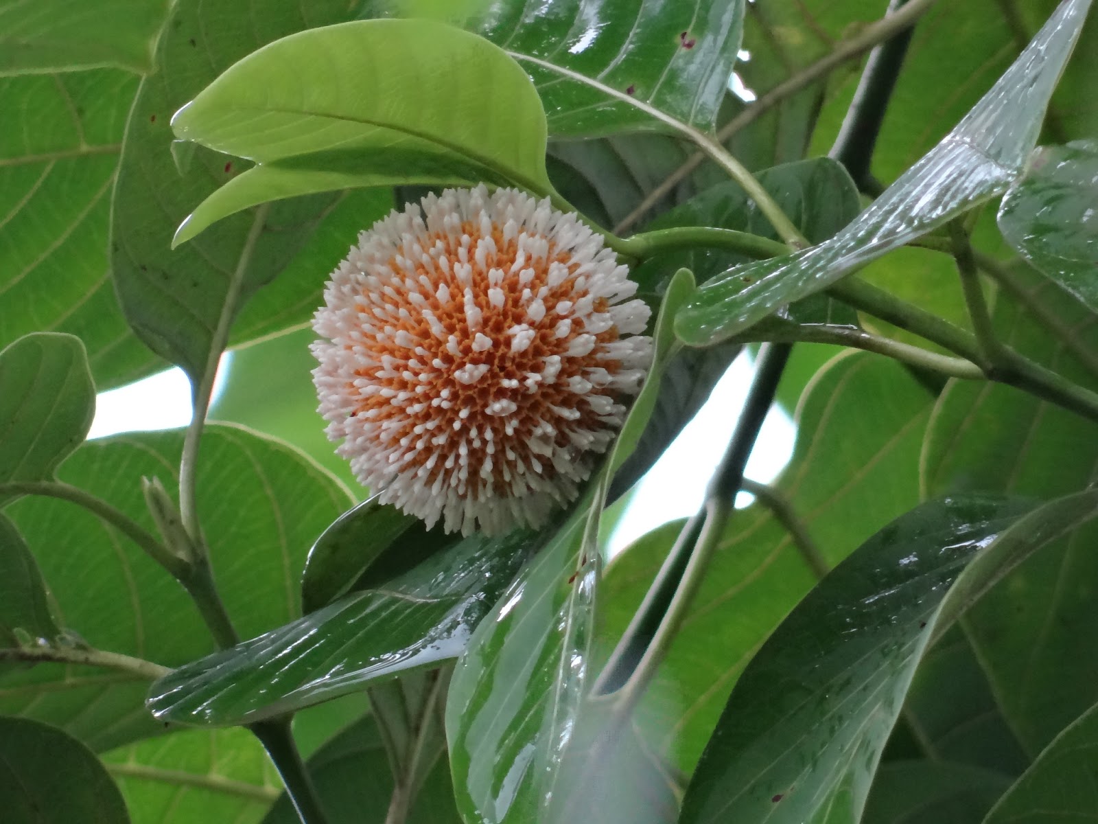 Jiv's Photography: Kadamba Tree Flowers