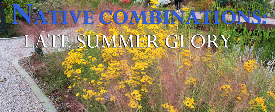 grounded design by Thomas Rainer: Native Combinations: Late Summer Glory