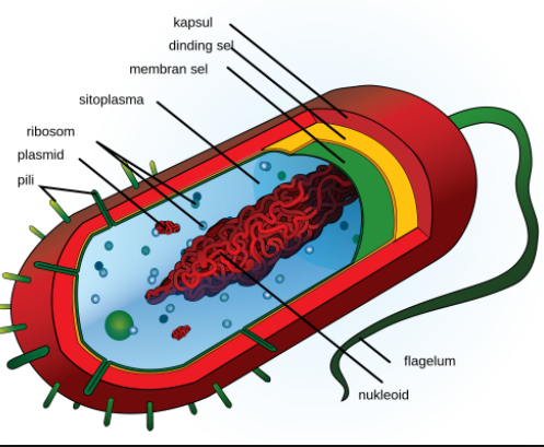 Pengertian Sel dan Bagian-bagiannya