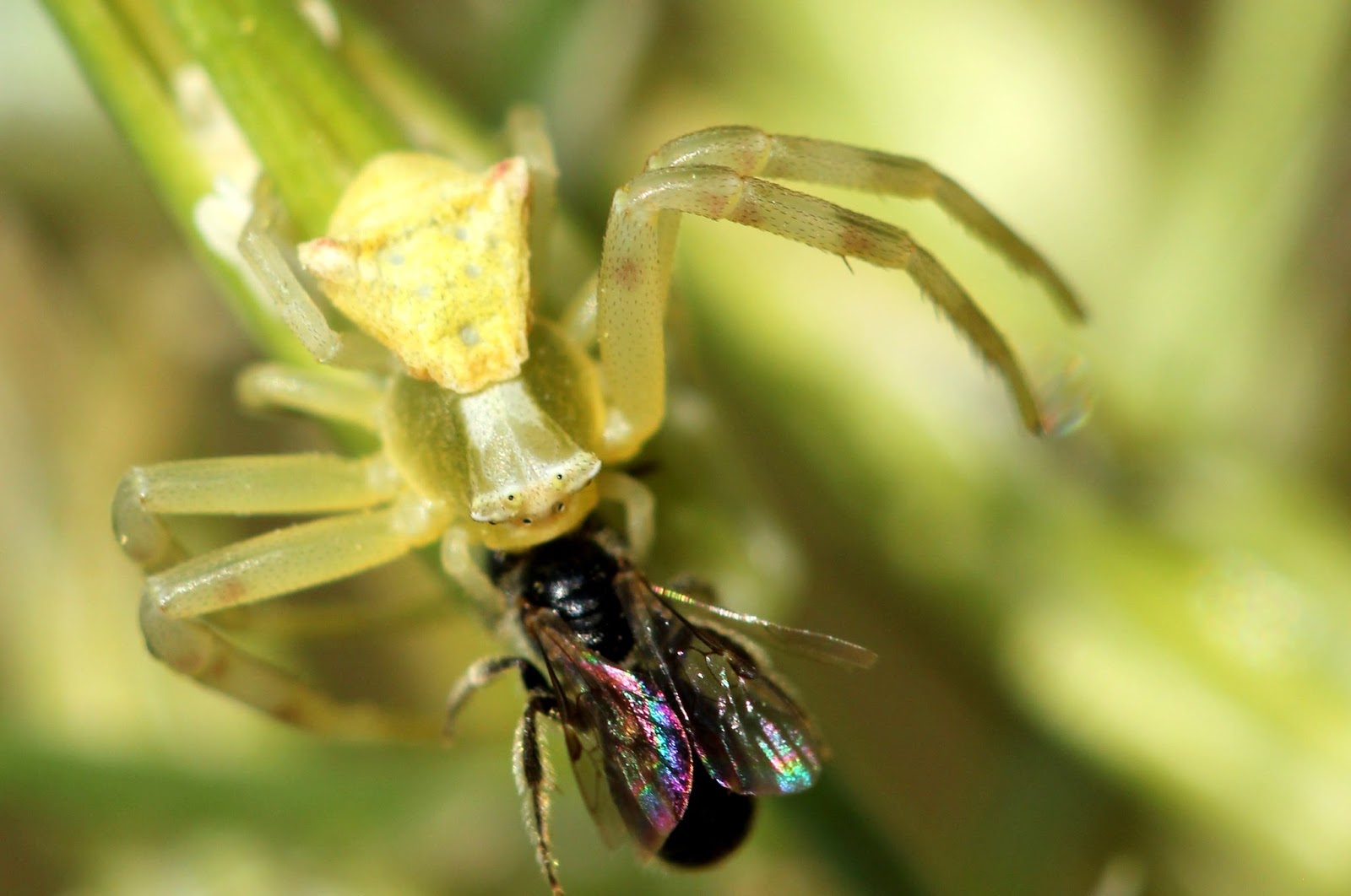 Mon coeur au Sud: araignée crabe jaune
