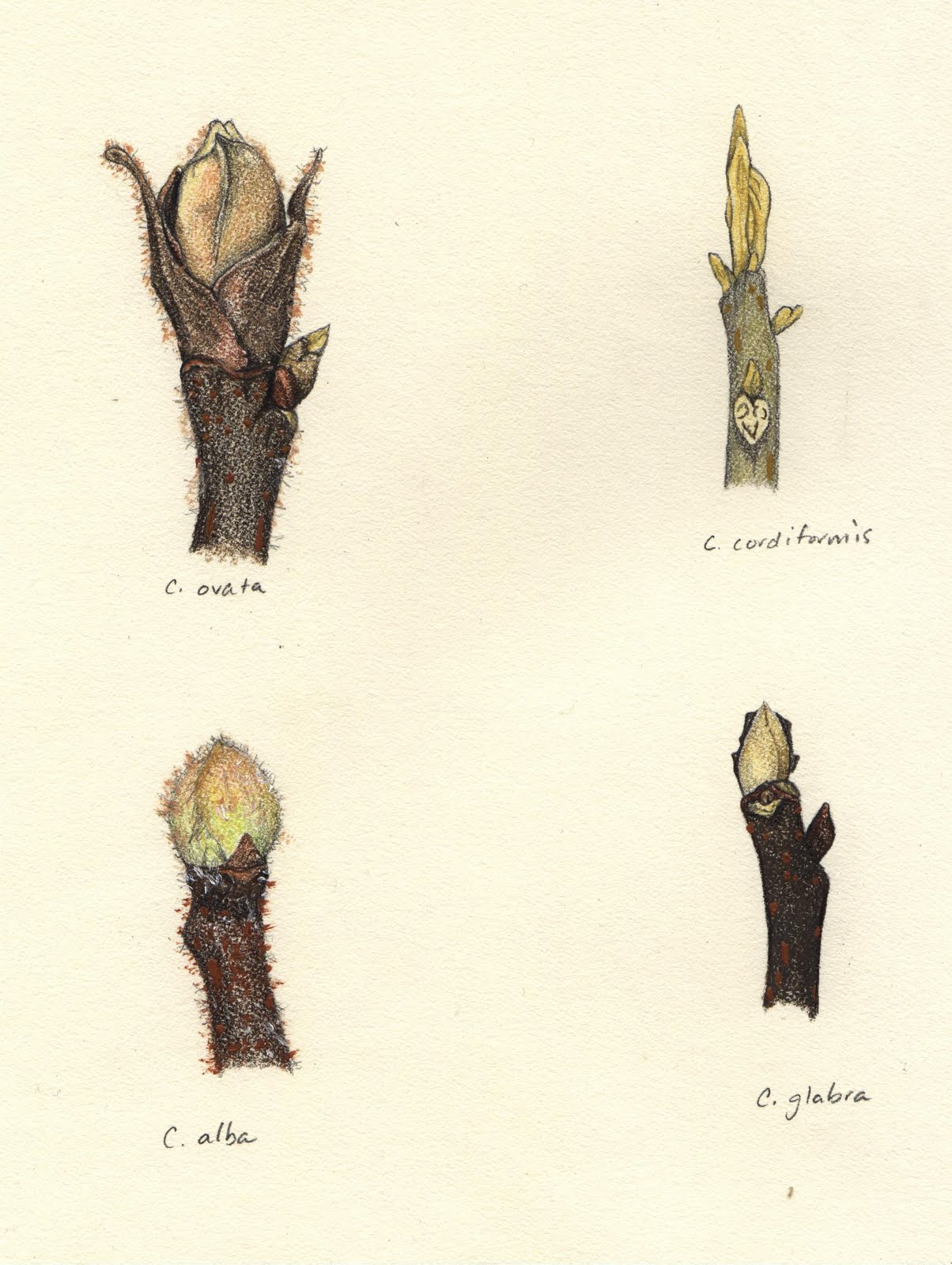 Bur Oak Botanicals: Terminal Buds of Four Hickories