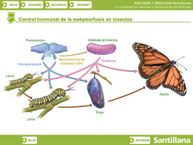 Biología grado octavo : IMAGENES SISTEMA ENDOCRINO EN ANIMALES ...
