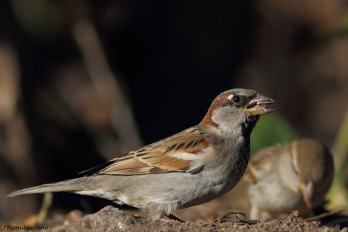 Pescador de aves: Pardal comum