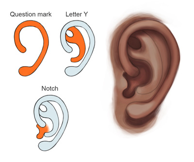 Jeff Searle: Drawing the ear