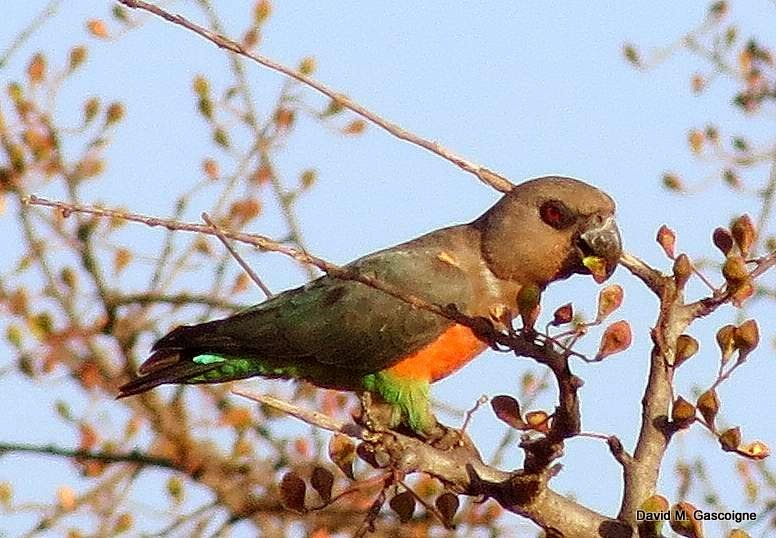 Red-bellied Parrot - Travels With Birds
