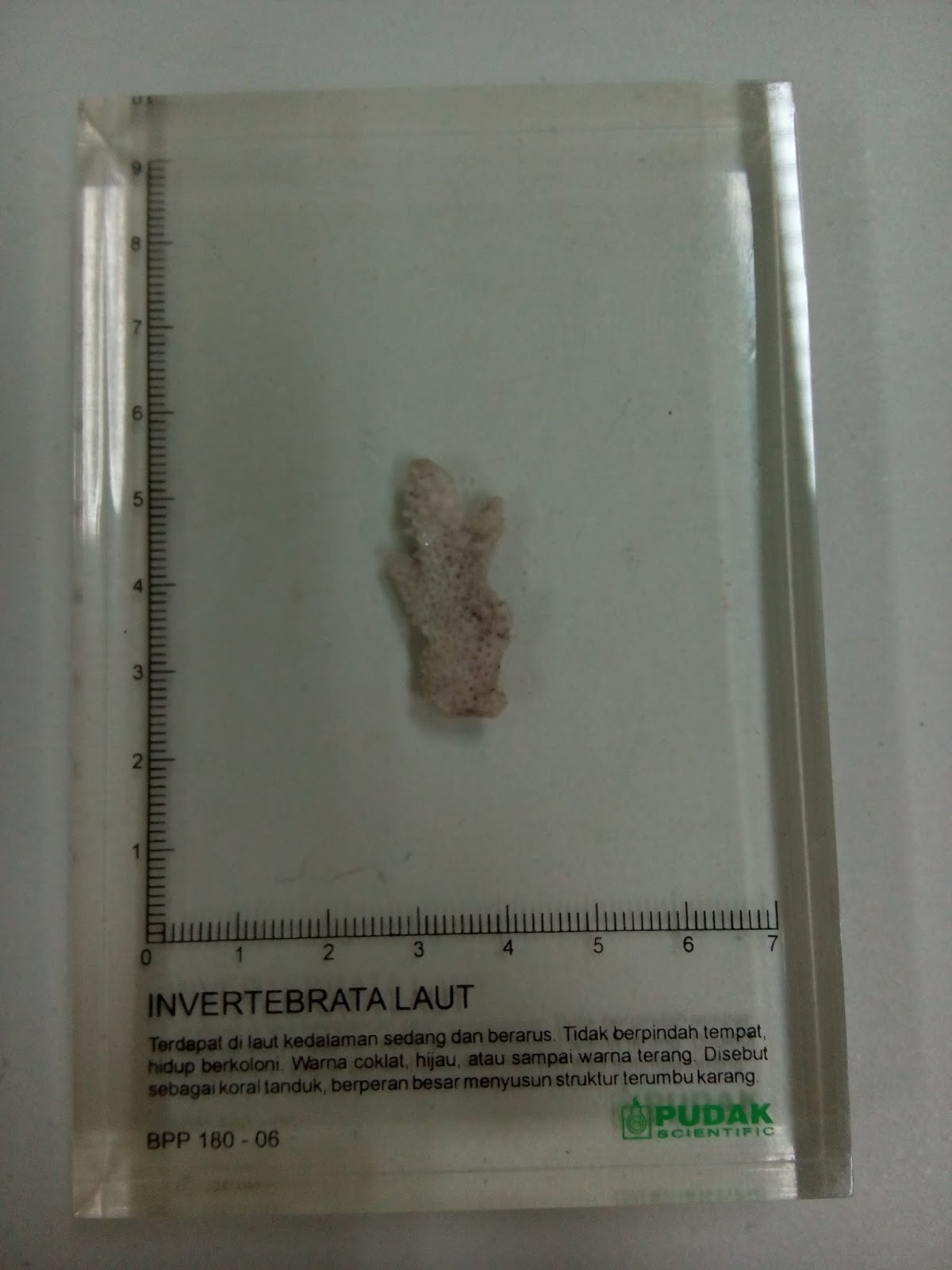 AWETAN SPESIMEN INVERTEBRATA LAUT | Laboratorium IPA Terpadu