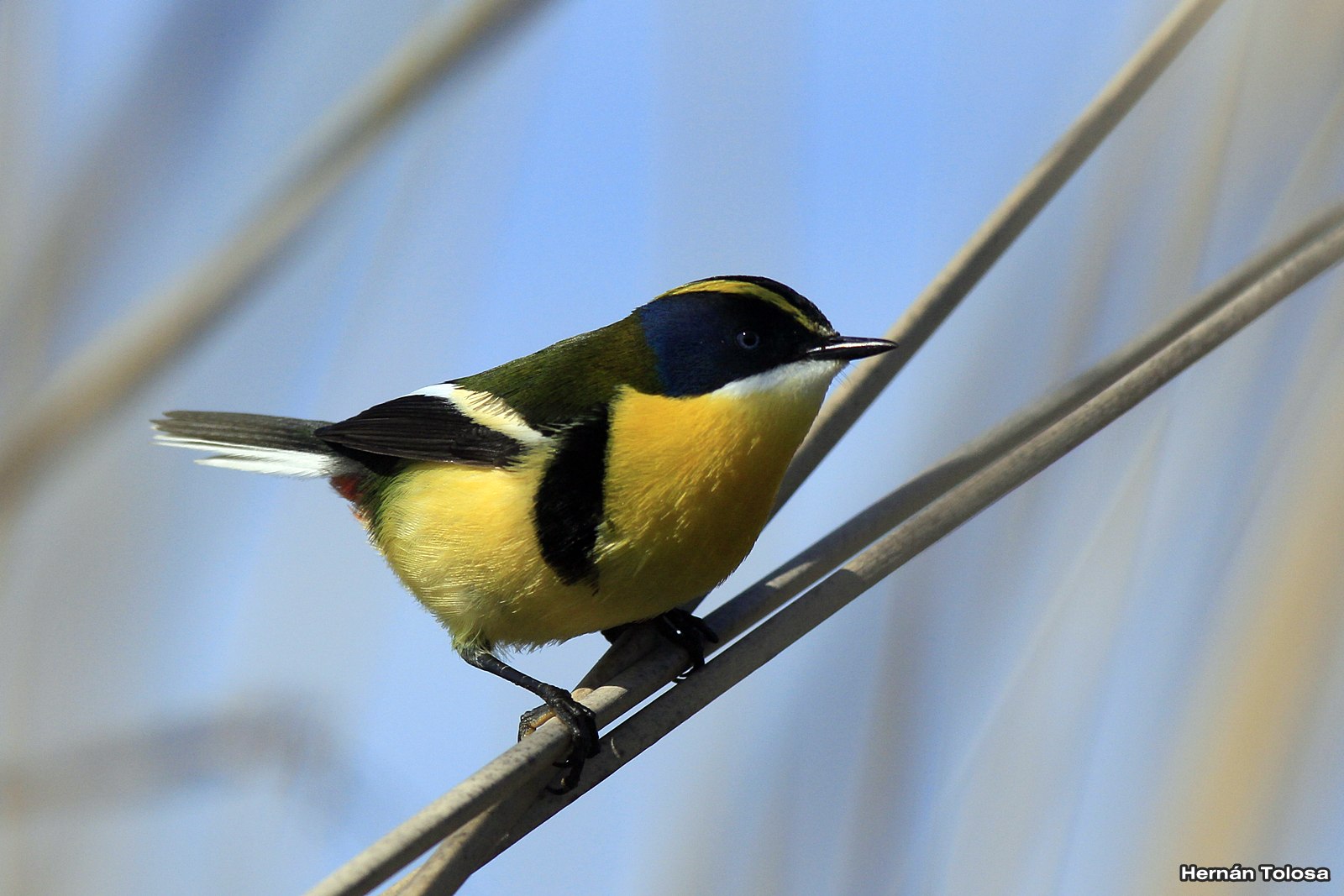 Fotos De Passaros Coloridos