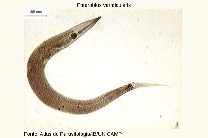 CIÊNCIAS HOJE : Reino Metazoa