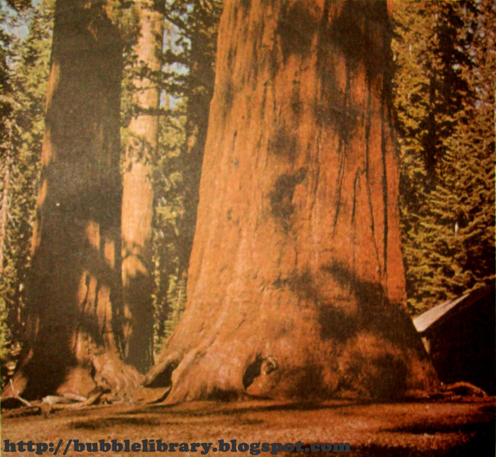 B u B b L e L i B R A R Y: Where would you find a Red Giant?