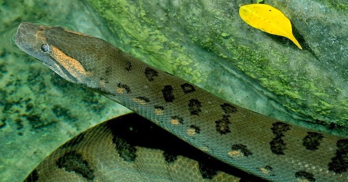 Serpenti, di tutto e di più: Anaconda verde