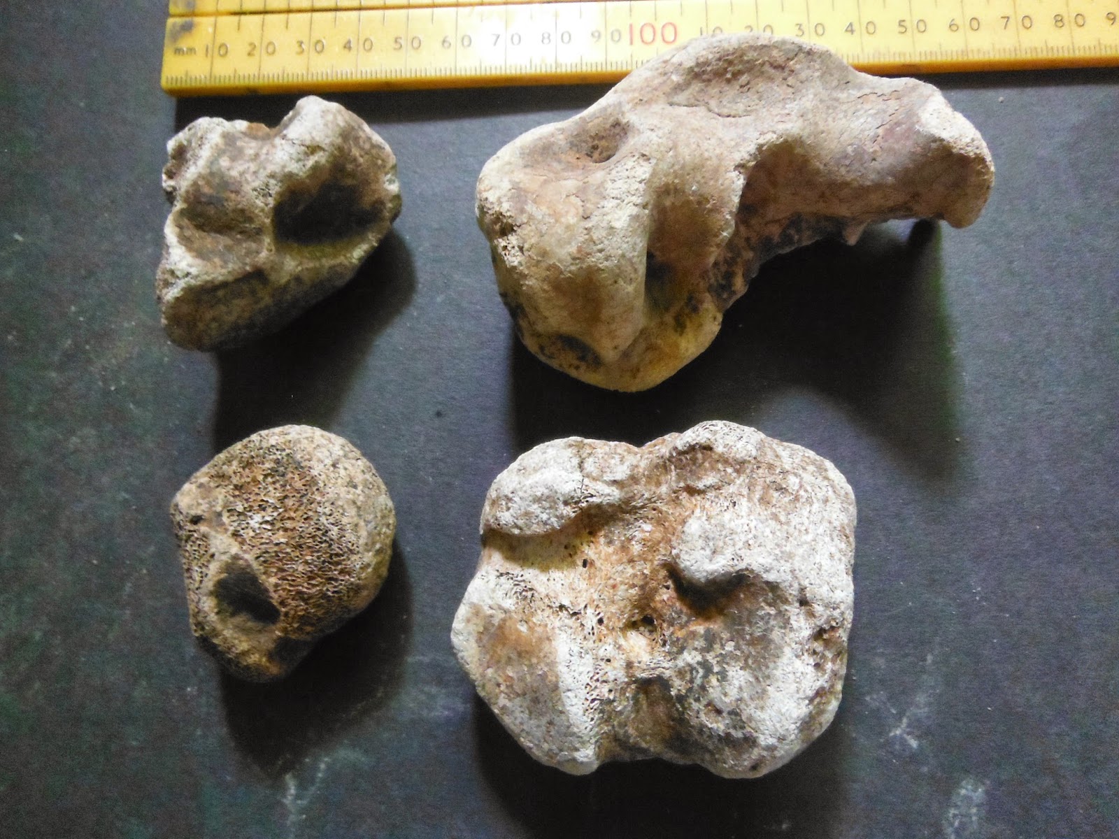 Aboriginal Prehistory Central Qld Area: Origins