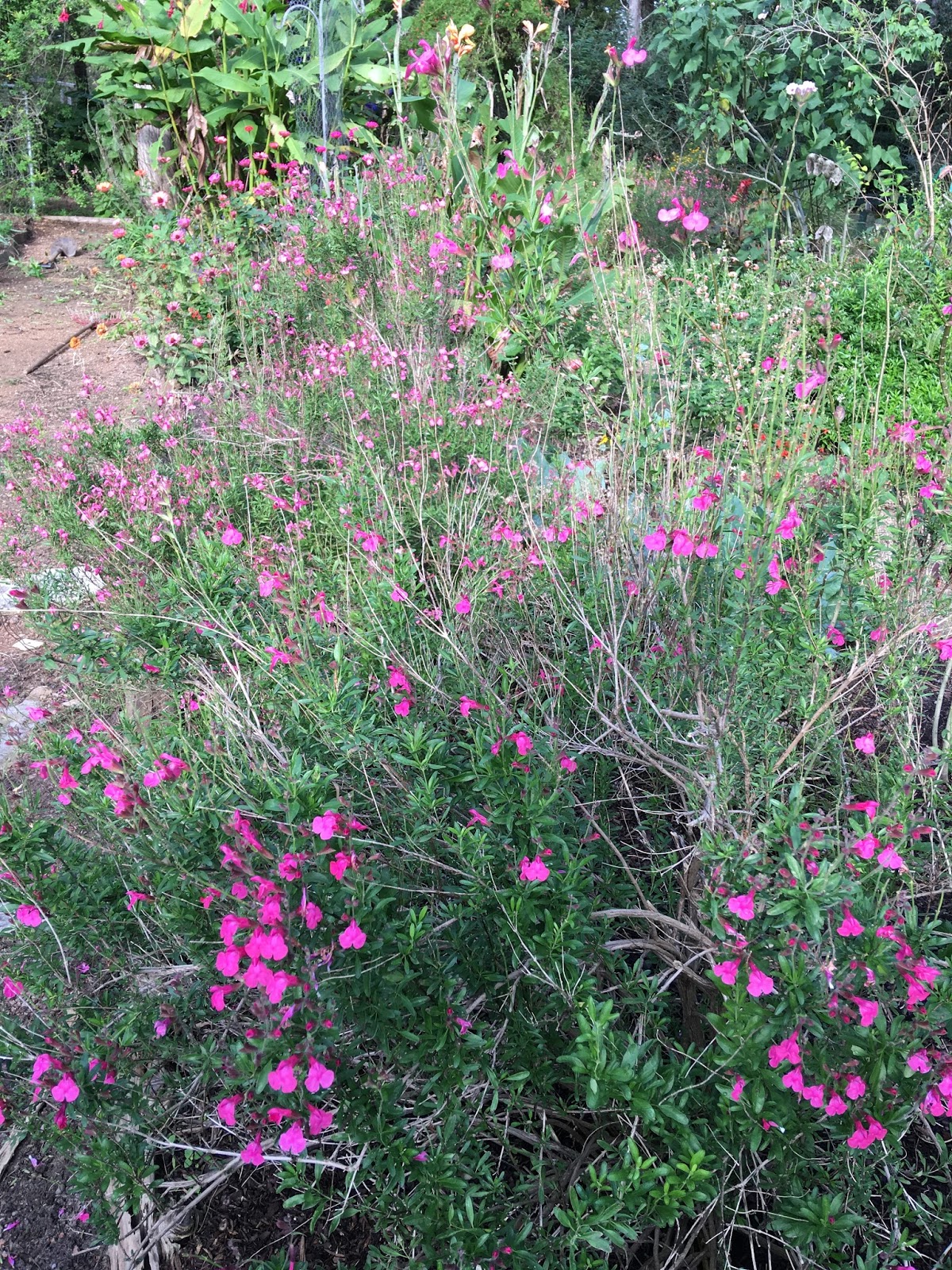 Lisa Bonassin's Garden: Pink Autumn Sage November 12, 2016