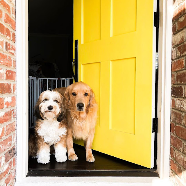 Bibi Leitura : Morreu Boo, “o cão mais fofo do mundo”