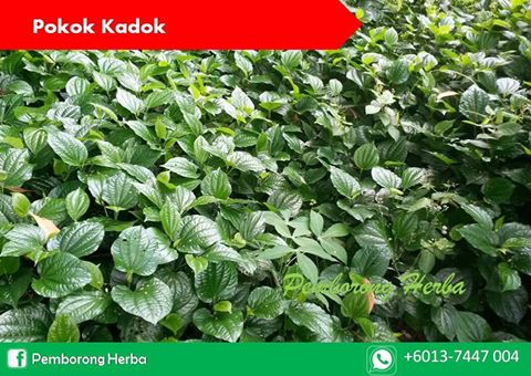 Pemborong Herba Johor: Pokok Kadok