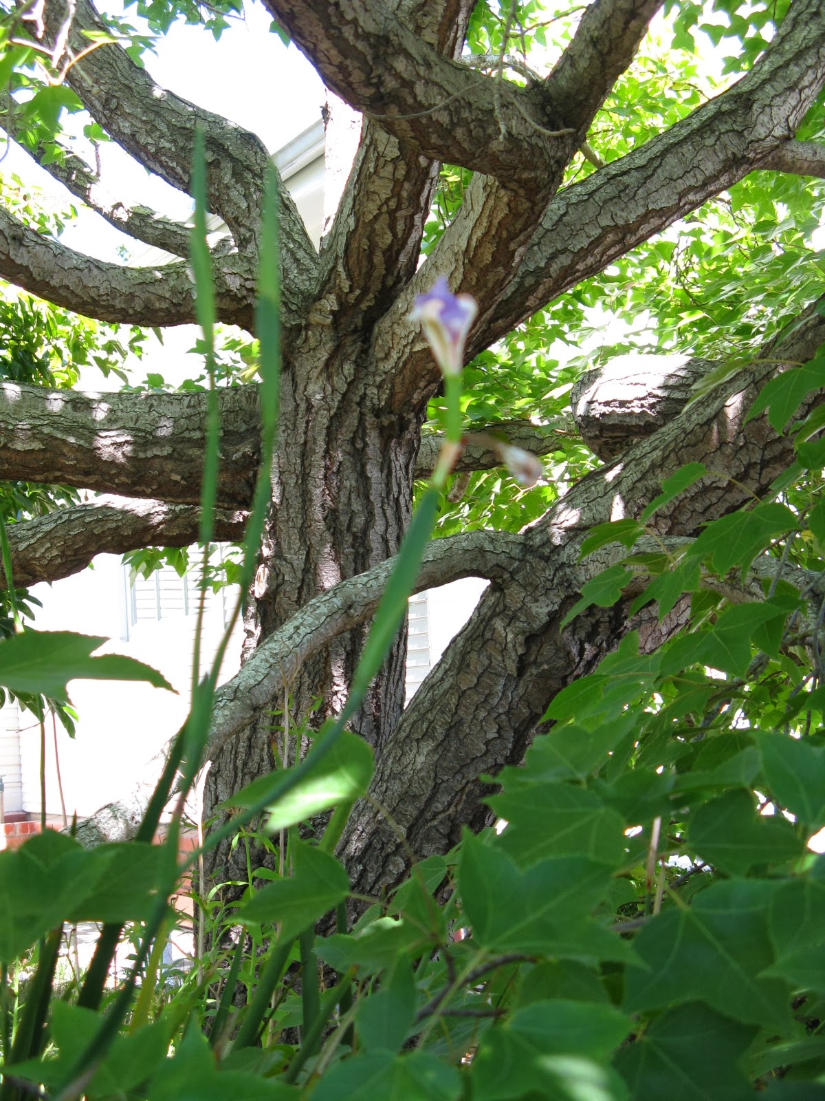 Trees of Santa Cruz County: Liquidambar formosana - Chinese or Formosan ...