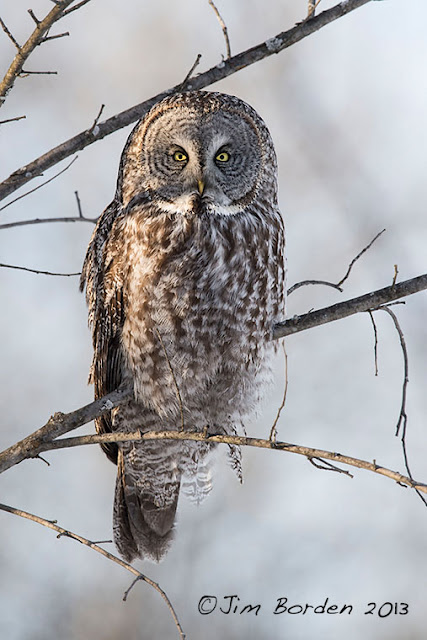 JJ Wildlife Photography: Great Gray Owls