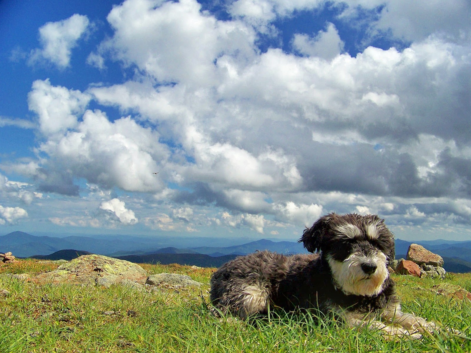The Adventures of Tom & Atticus: Following Atticus Receives Two Silver ...