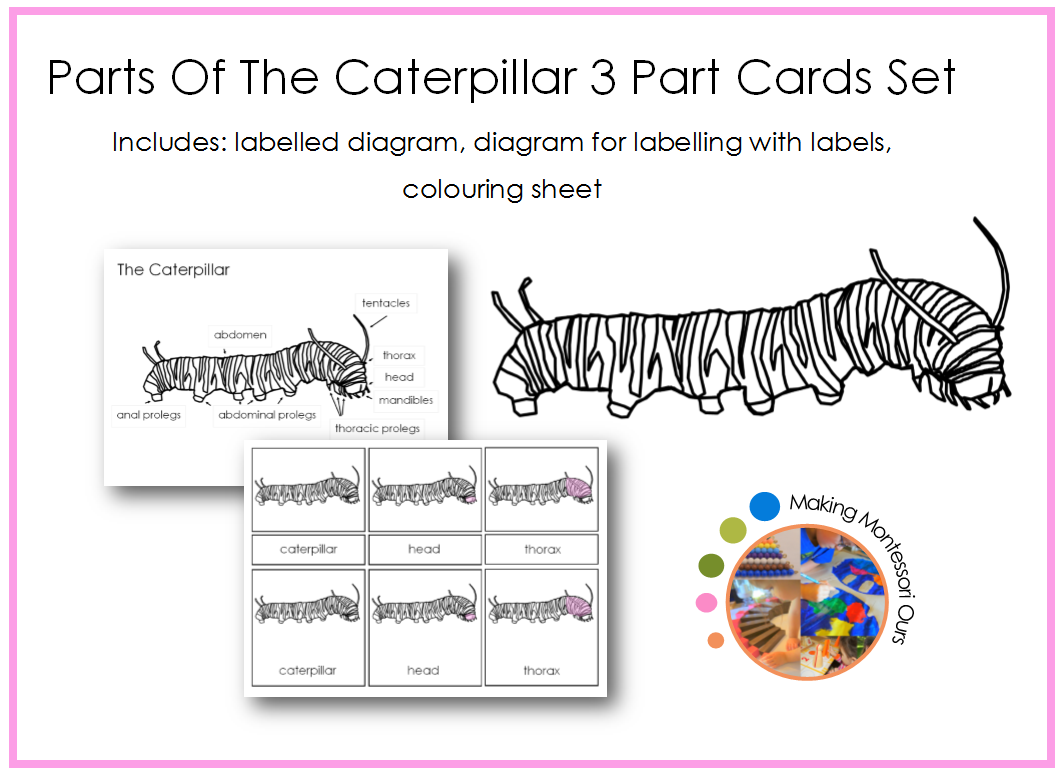 Exploring Caterpillars, Playing With Kids Outside - "Making Montessori ...
