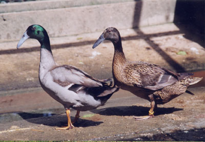 Breed Savers: Dutch Hook Bills - Preserving History