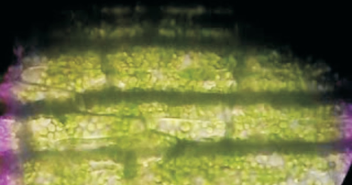 lab anatomy of plant cells | Domain Biologi