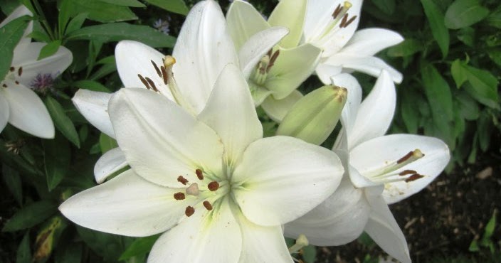 93+ Inspirasi Gambar Bunga Lili Putih, Gambar Bunga