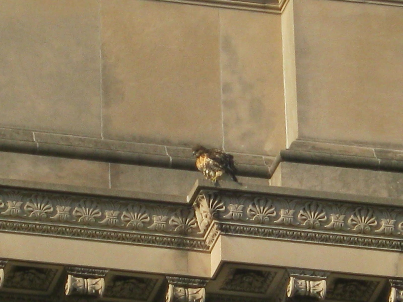 Hawkwatch at the Franklin Institute: Eyasses doing beautifully two ...