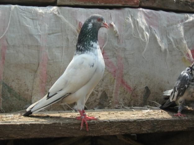 Pakistani Tipplers (Kabootar Baaz) | UK & USA Pigeons | Fancy Pigeons ...