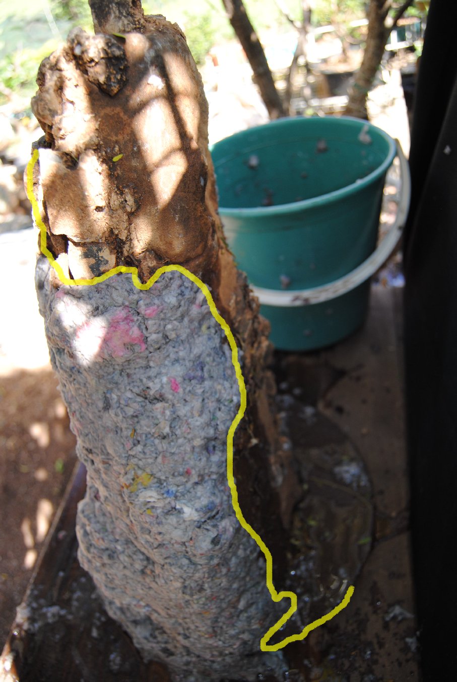 LENNARD'S BONSAI BEGINNINGS.: Experimental root over rock/root clinging ...